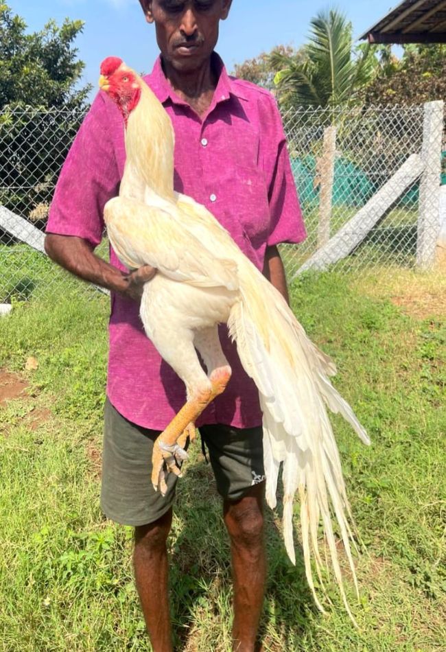 Parrot Beak Aseel: A Complete Guide to This Unique and Majestic Chicken ...